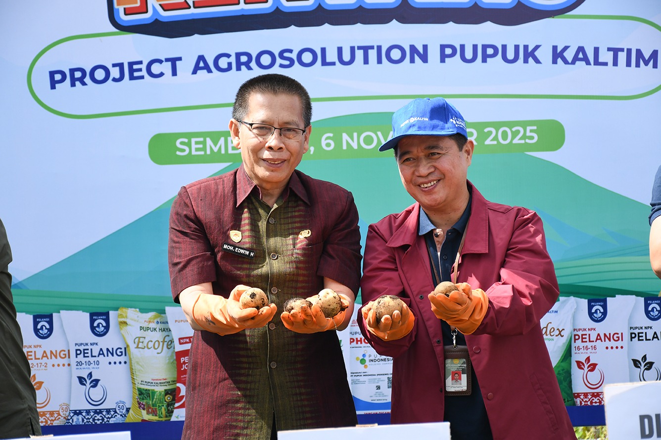 Panen Benih Kentang Industri, Langkah Nyata Menuju Swasembada Kentang ...